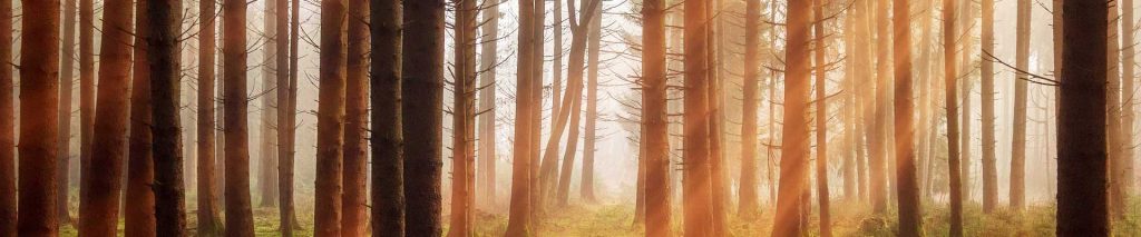 Pino radiata - Versatilidad y capacidad de adaptación | Grupo Gámiz