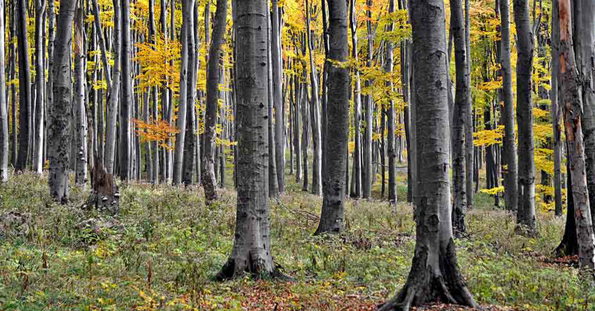 Haya - Madera de gran dureza y elegancia | Grupo Gámiz