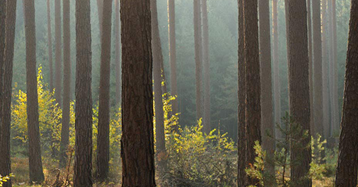 Pino radiata - Versatilidad y capacidad de adaptación | Grupo Gámiz